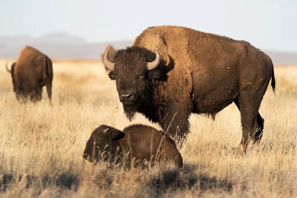 Crece población de Bisonte Americano en Chihuahua – Dossier Político